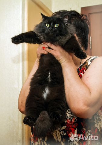 Кот Шарль