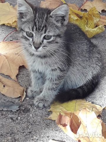 Три малыша замерзают на улице