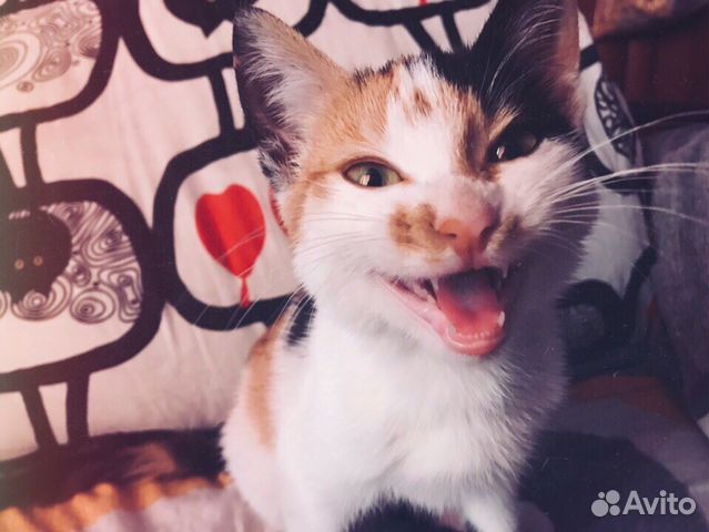 Отдам редкого котенка