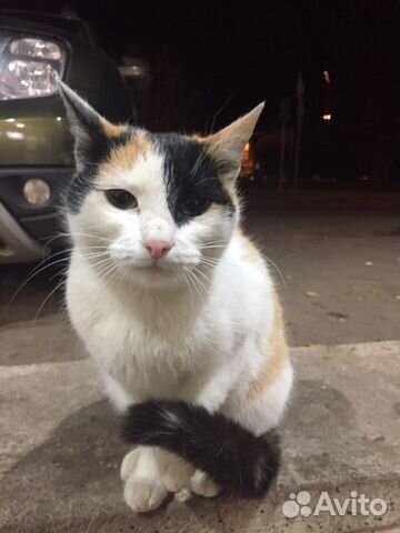 Кошечка, приносящая счастье