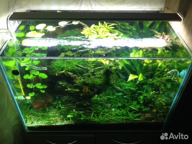 Большой выбор растений