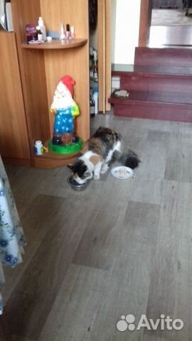 Самая красивая кошка на свете