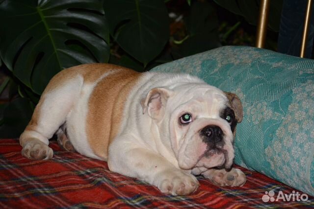 Английский бульдог