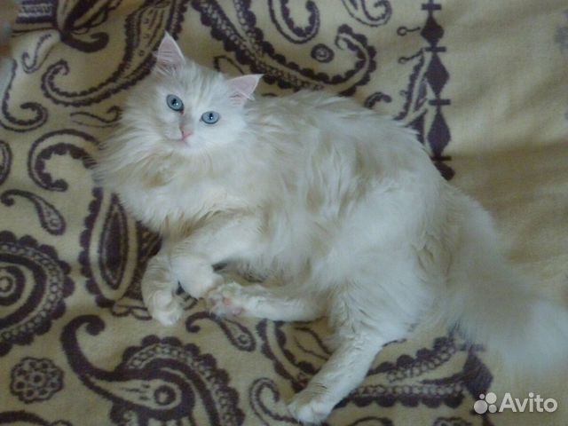 Отдам красавицу кошку
