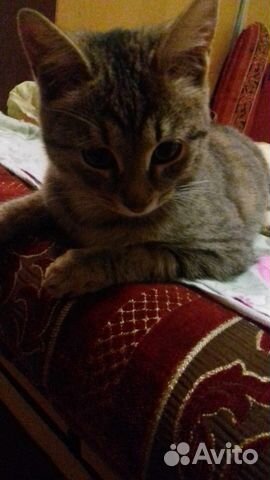 Котенок в самые добрые ручки