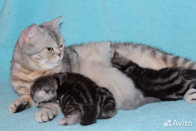 Шотландская белоснежка страйт