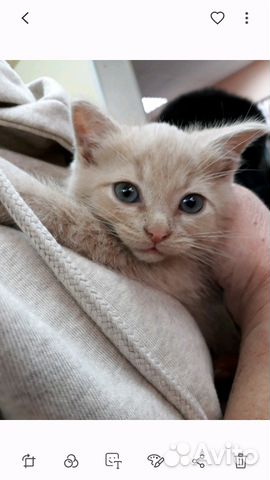 Персиковое чудо