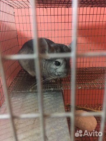 Продажа польских шиншилл мини-ферма