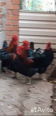 Продаю петухов