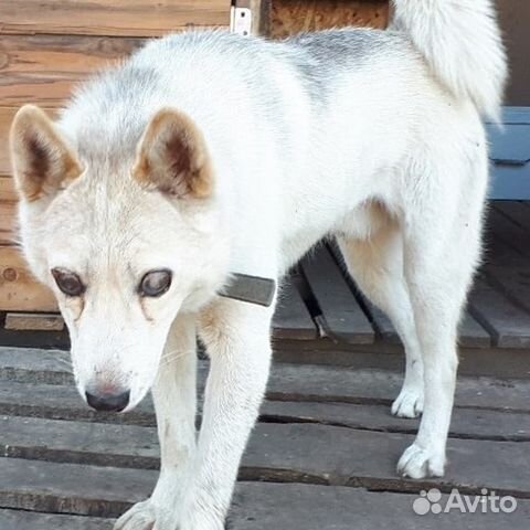 Особенный пёс отдам в ответственные руки