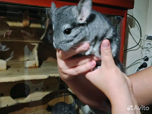 Шиншилла самец 3 месяца