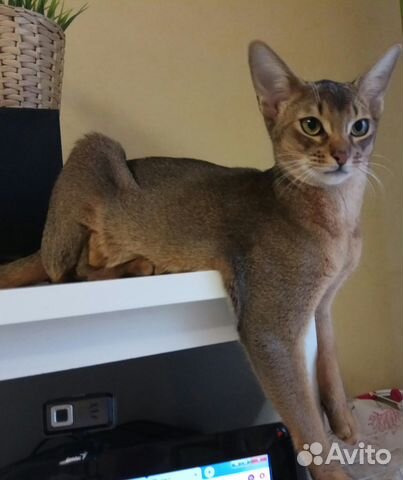 Абиссинец котенок, 7 месяцев