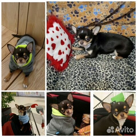Мальчик чихуахуа 8 мес