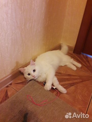 Отдам кошечку породы Турецкая ангора