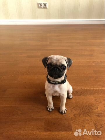 Мопс Мальчик 4 мес