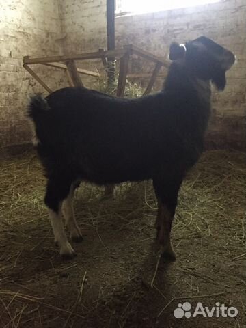 Продам Нубийского козла