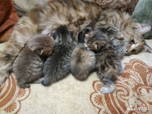 Курильский бобтейл