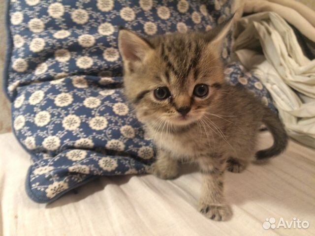 Котята британец+перс