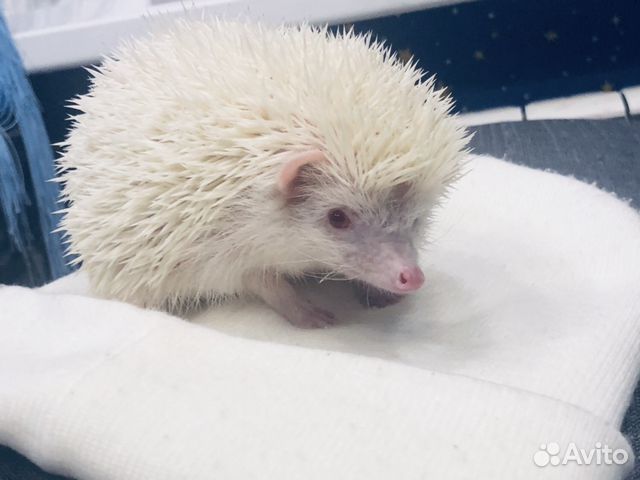 Африканский ежик