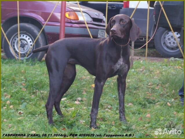 Щенок породы курцхаар мооир рожден 10.11.2018