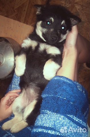 Отдам собаку(девочку) маленькой породы