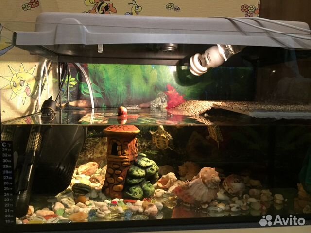 Черепашки разнополые с новым черепашником 75л