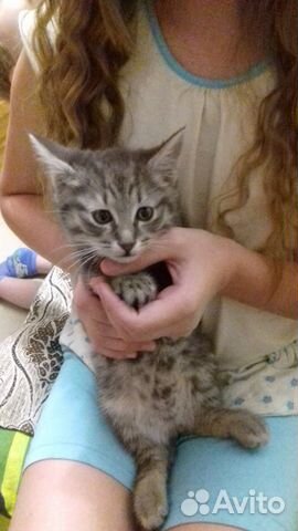 Котенок в добрые руки