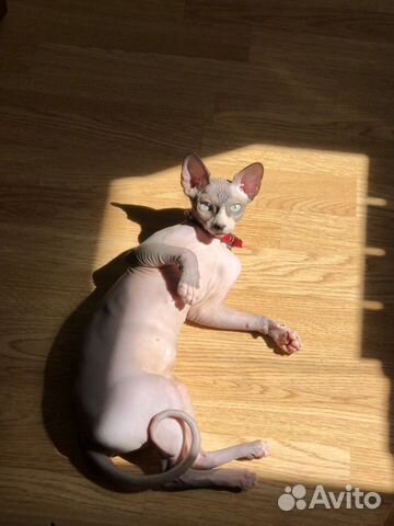 Котёнок 6мес