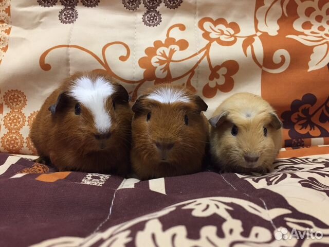 Американский и английский Крестед Девочки