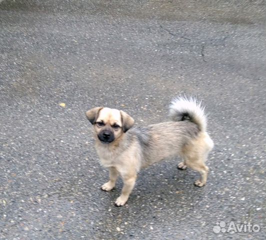 Малышка помесь