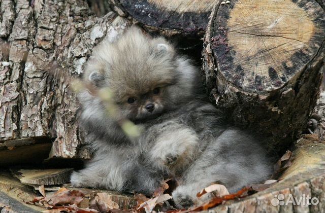 Настоящие мишутки