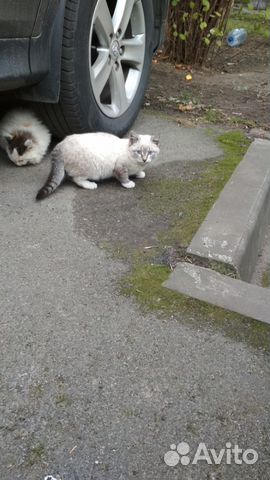 Бездомный котенок по окрасу невский маскарадный