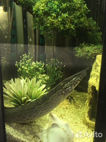 Рыбка аквариумная Мастацембел