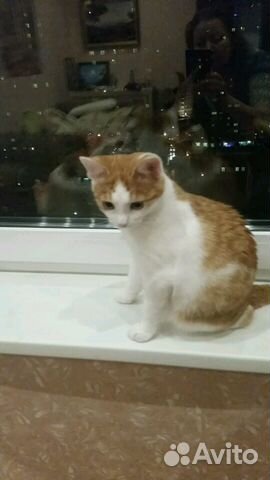 Рыжий Котенок в дар мальчик 3.5 мес