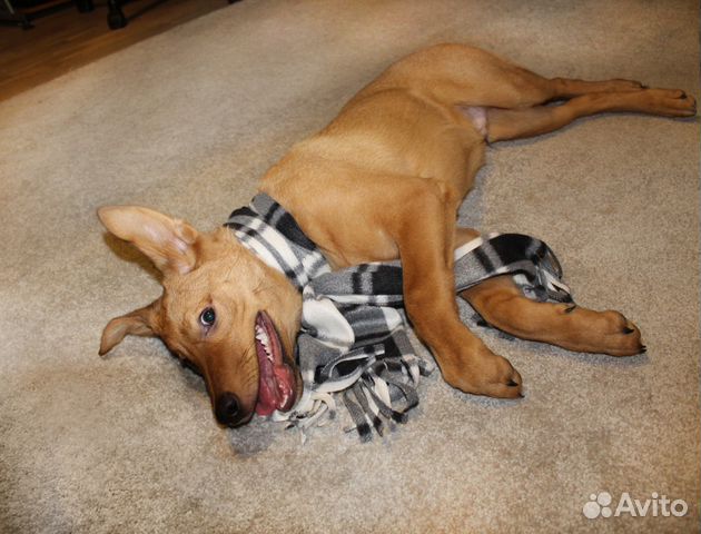 Очень веселый метис лайки Вольф (4 мес) ищет семью