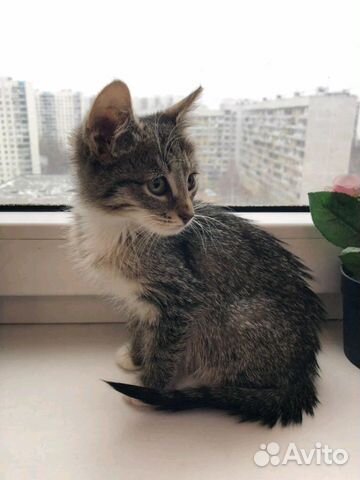 Милейшие котята