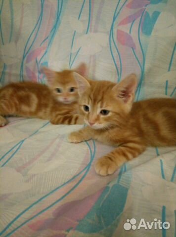 Солнечные рыжие котята в добрые руки