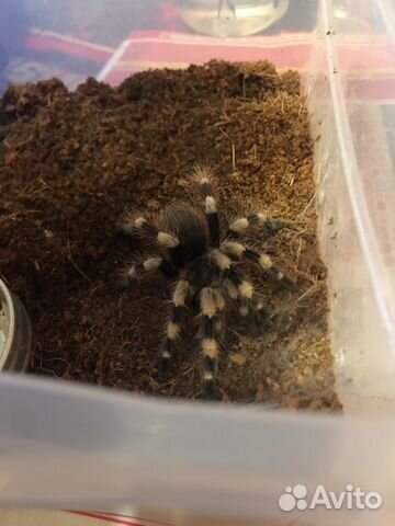 Птицеед Nhandu coloratovillosus