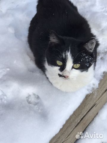Котик, замерзает на морозе, очень добрый, ласковый