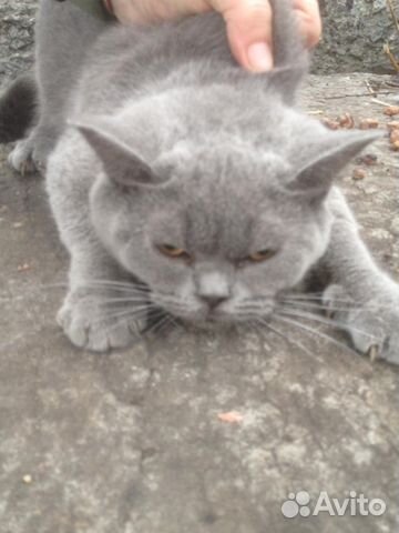 Кошка-британка в добрые руки