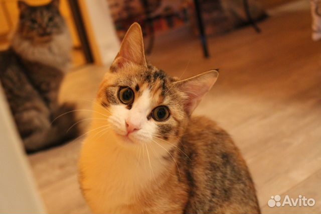 Котенок Чуча