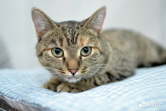 Ищем дом Кошечка красотка - Ася