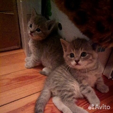 Котята-Лапушки