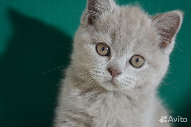 Лиловый британский котик