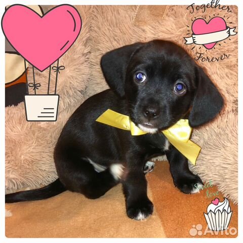 Метис таксы и щи-тцу