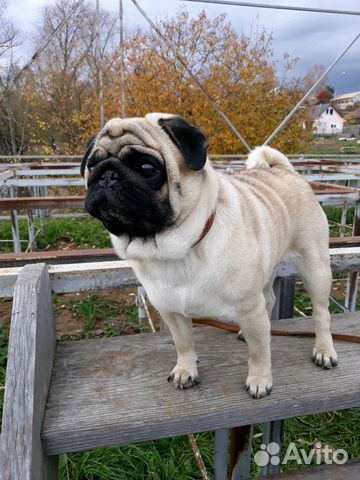 Вязка мопса