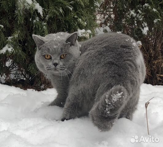 Британский котёнок