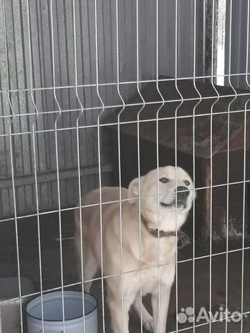 Собака