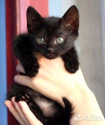 Шоколадный котенок Симферополь