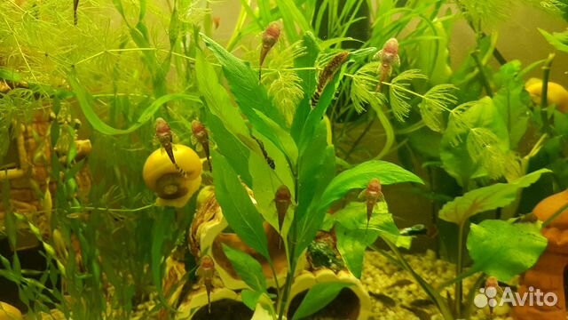 Анциструс, Желтая Ампулярия, растения